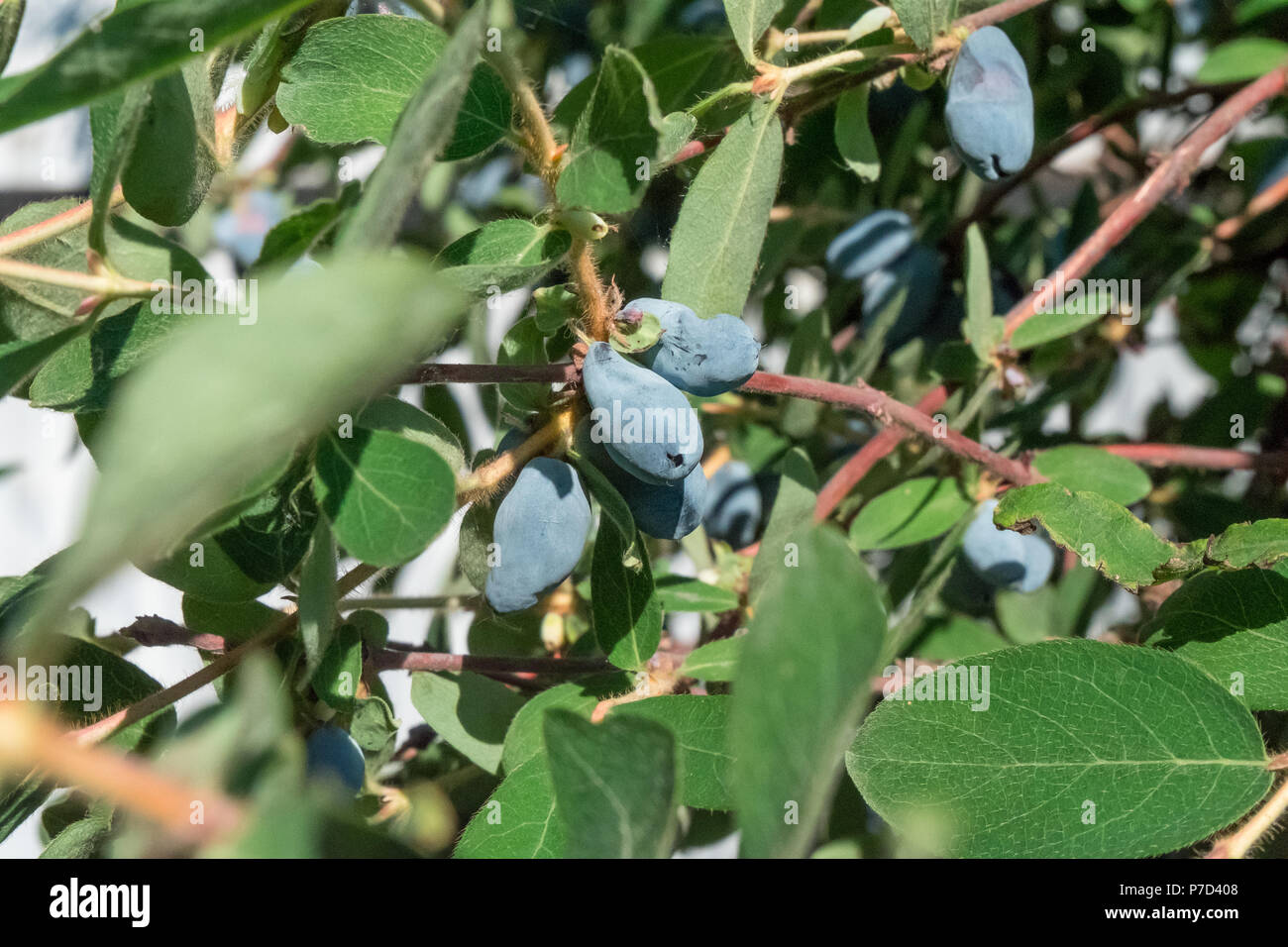 Blue honeysuckle in the garden, lonicera. Gooseberries on a branch ...