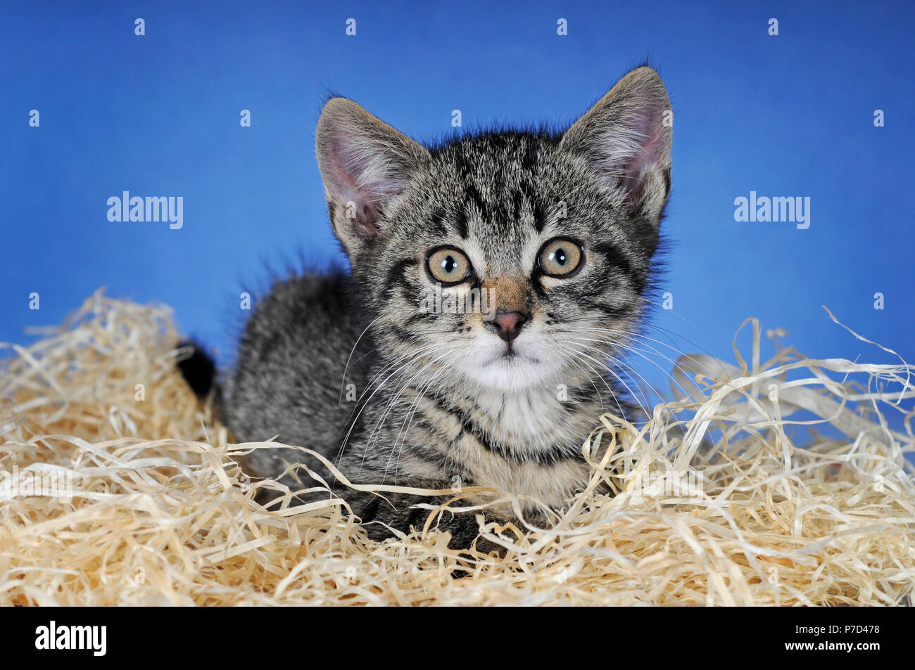 10 weeks old hi-res stock photography and images - Alamy