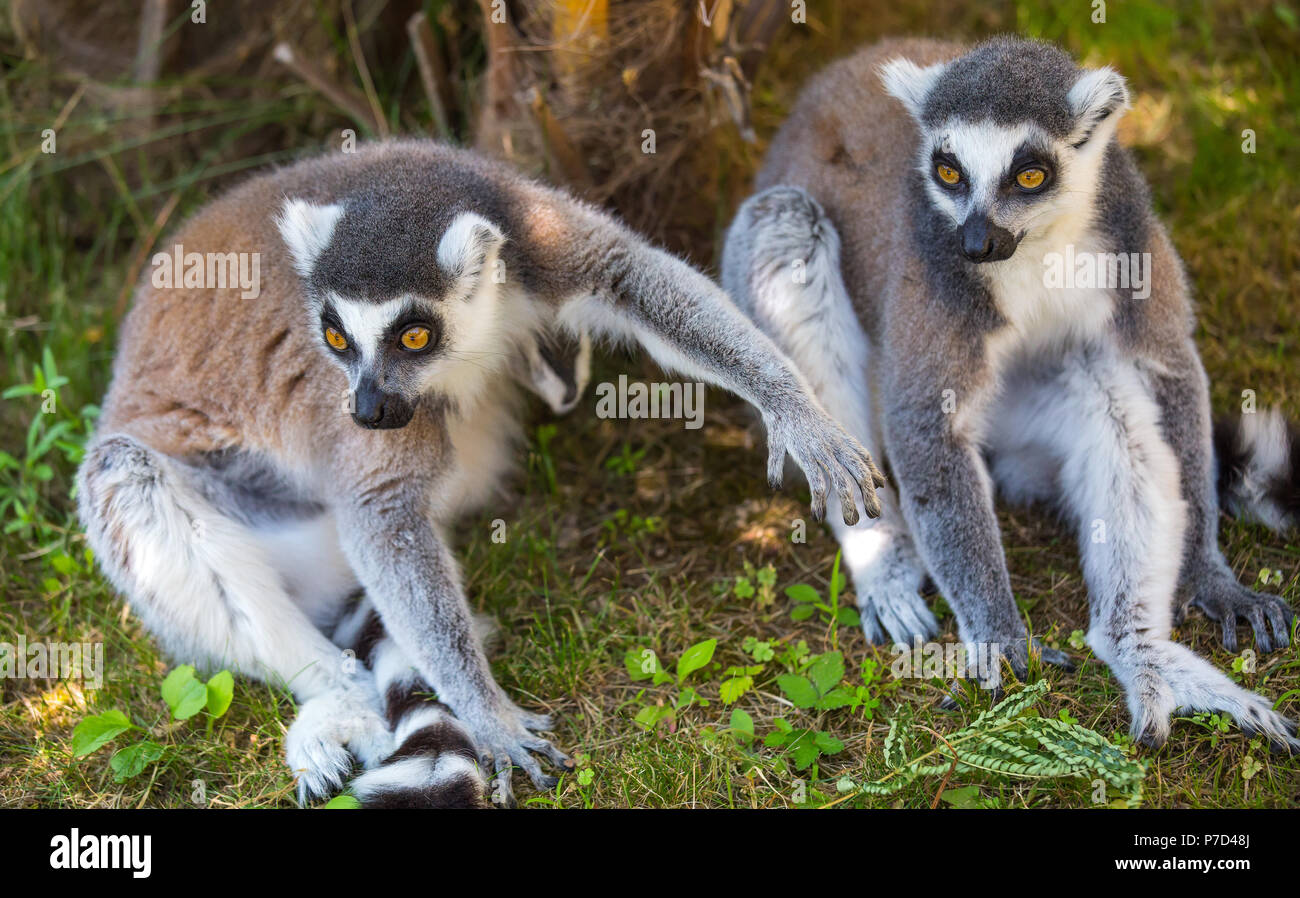 Lemurs couple hi-res stock photography and images - Alamy