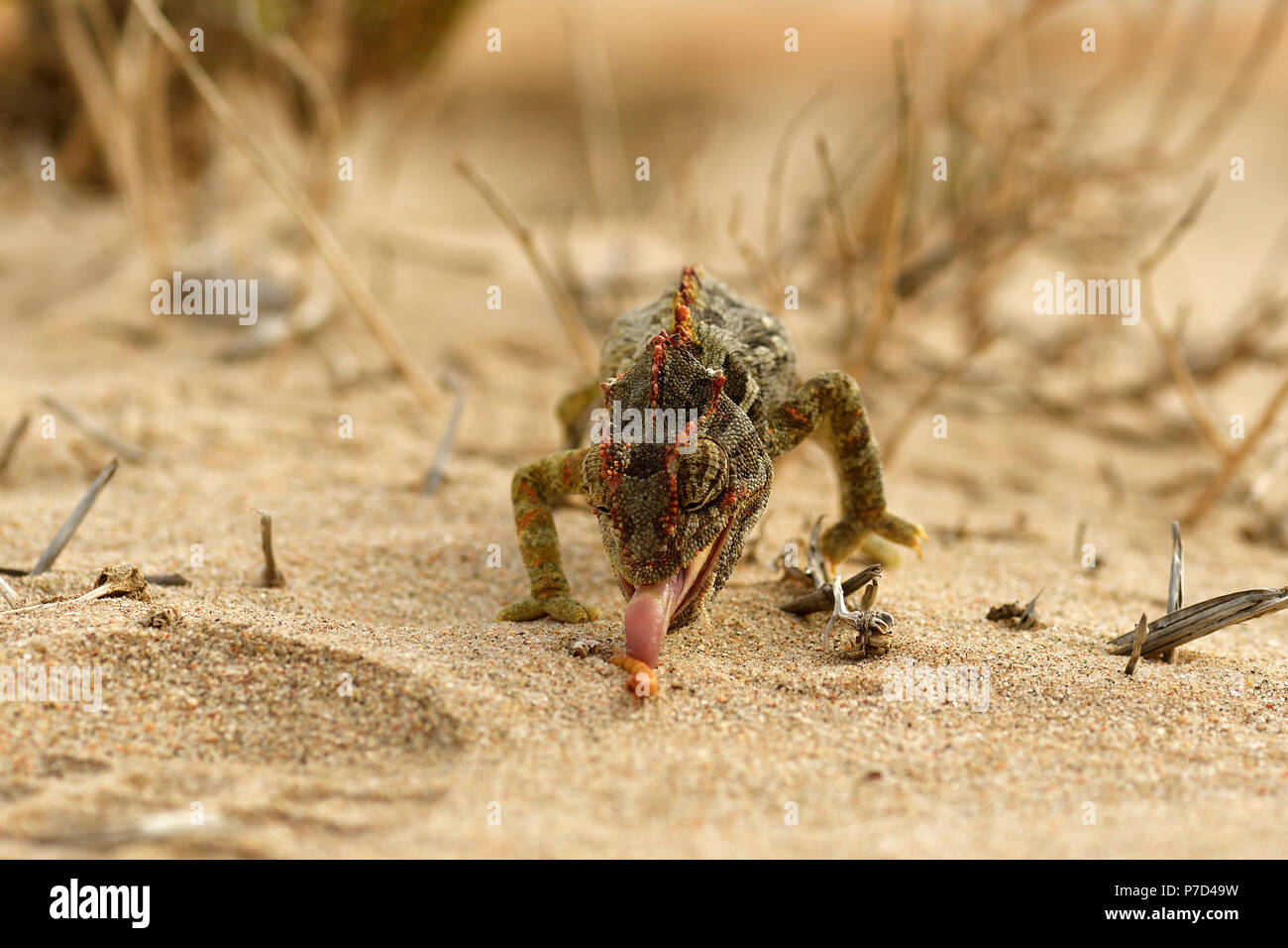 Namaqua chameleon (Chamaeleo namaquensis), feeding, Namib Desert near ...