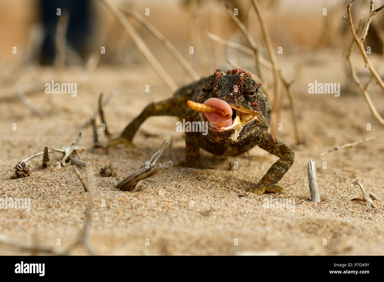Namaqua chameleon chamaeleo namaquensis hi-res stock photography and ...