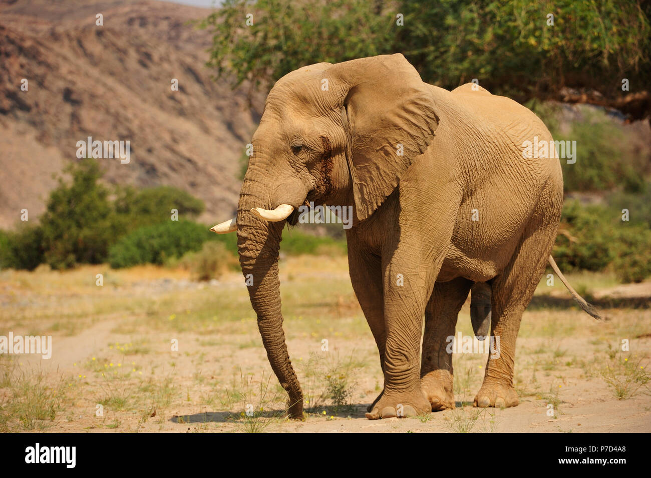 Namibian hi-res stock photography and images - Alamy