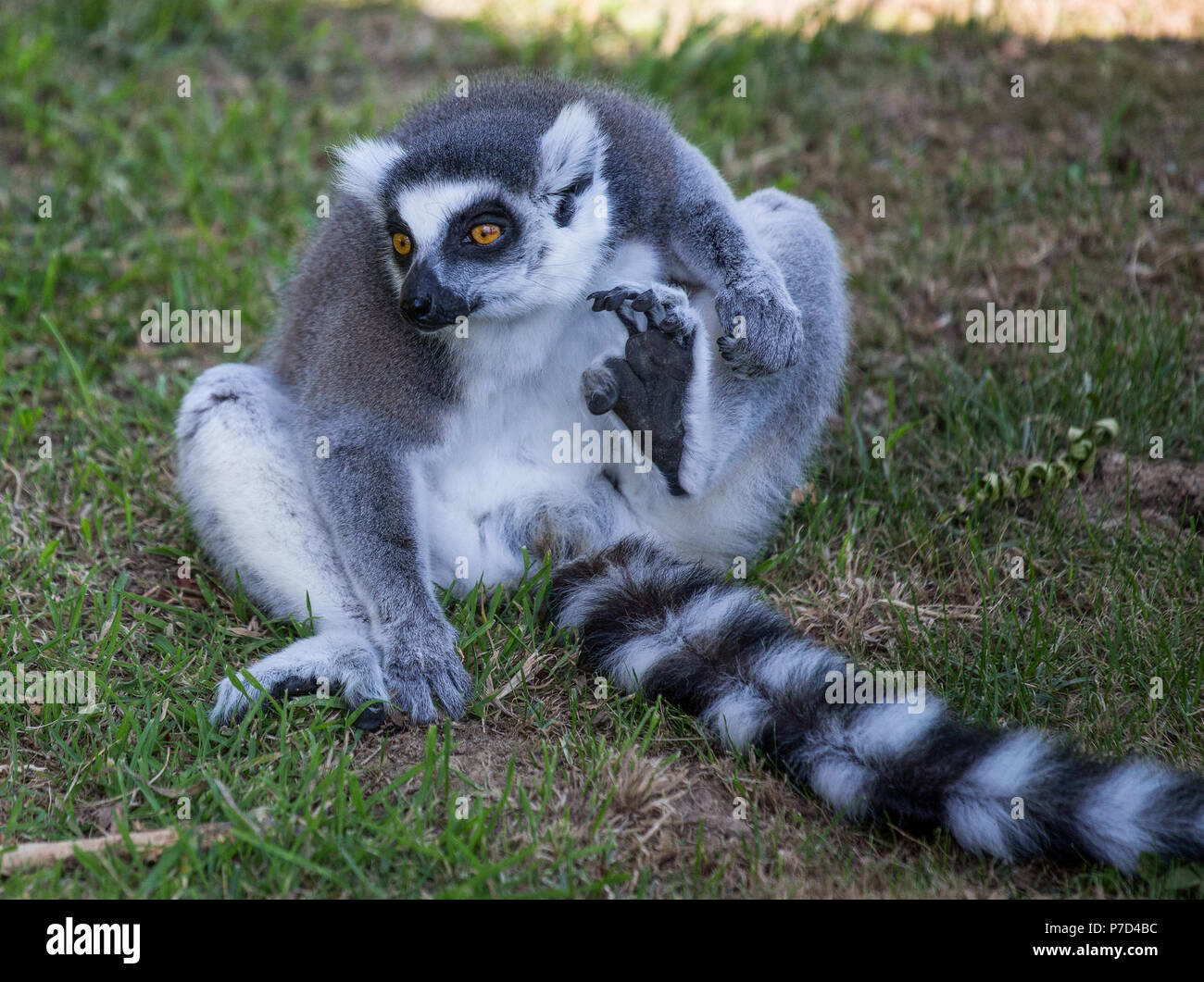 Ring tailed lemurs funny face hi-res stock photography and images - Alamy