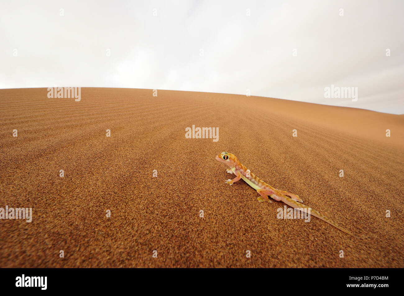 Palmato gecko, Namib desert near Swakopmund, Namibia Stock Photo - Alamy