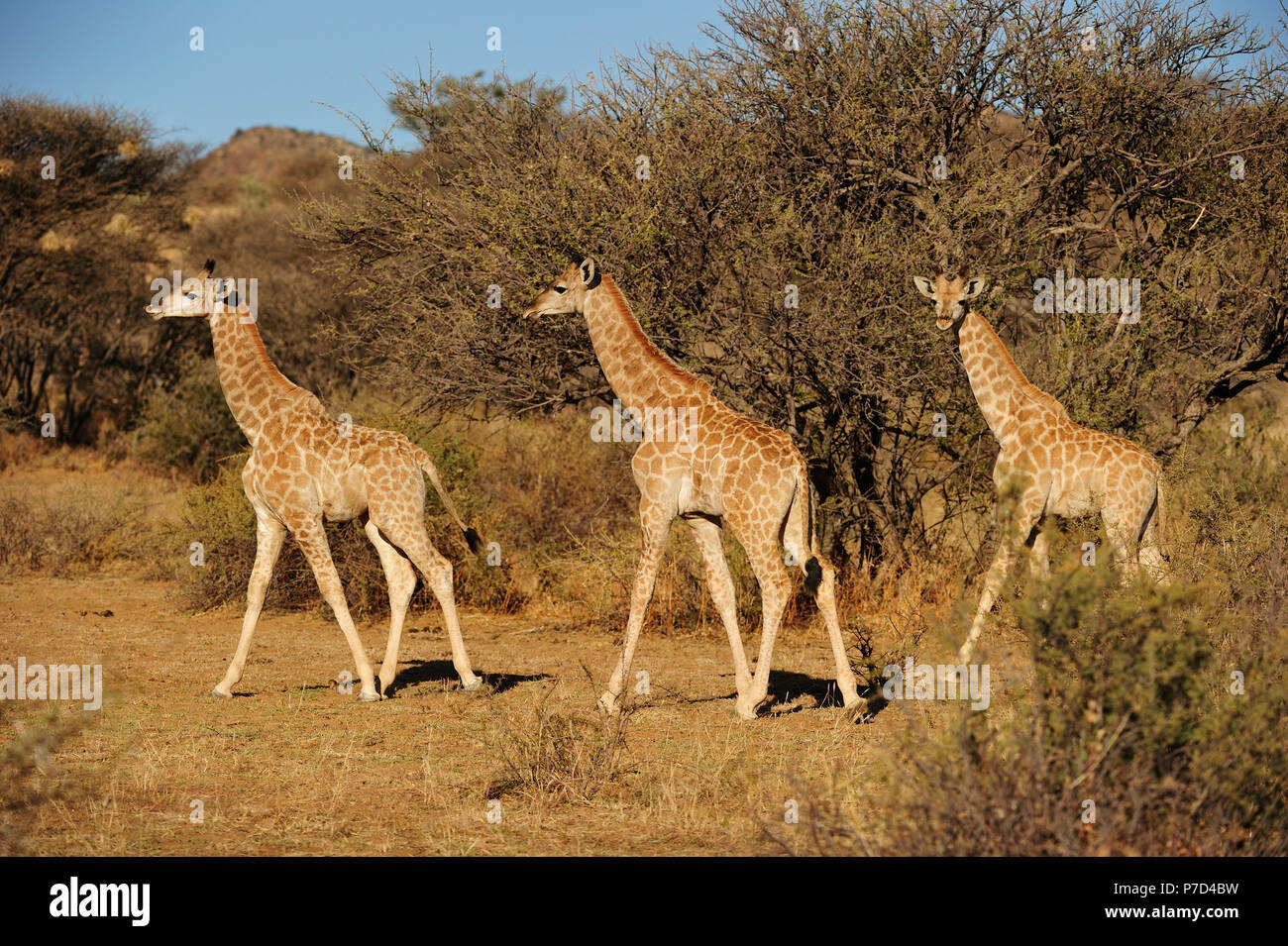 Juvenile giraffes hi-res stock photography and images - Alamy