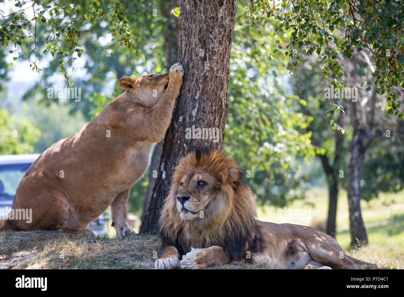 Lion and lioness beside a tree Stock Photo - Alamy