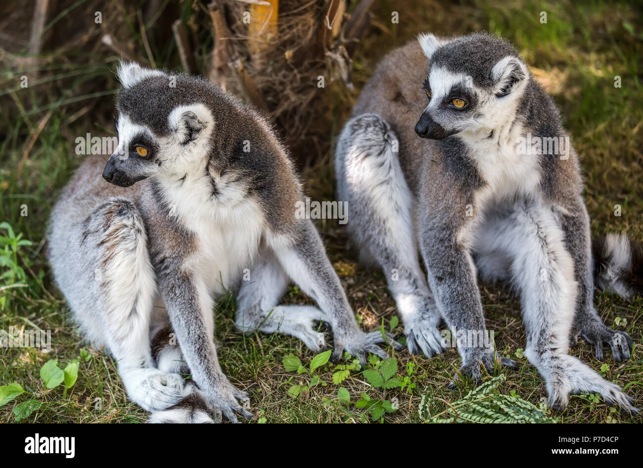 Ring tailed lemurs funny face hi-res stock photography and images - Alamy