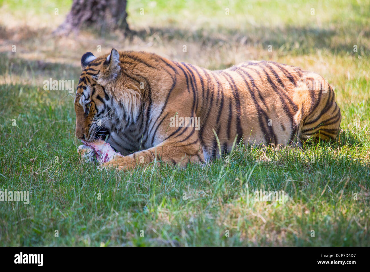 Isolated tiger sits and eats on the grass Stock Photo - Alamy