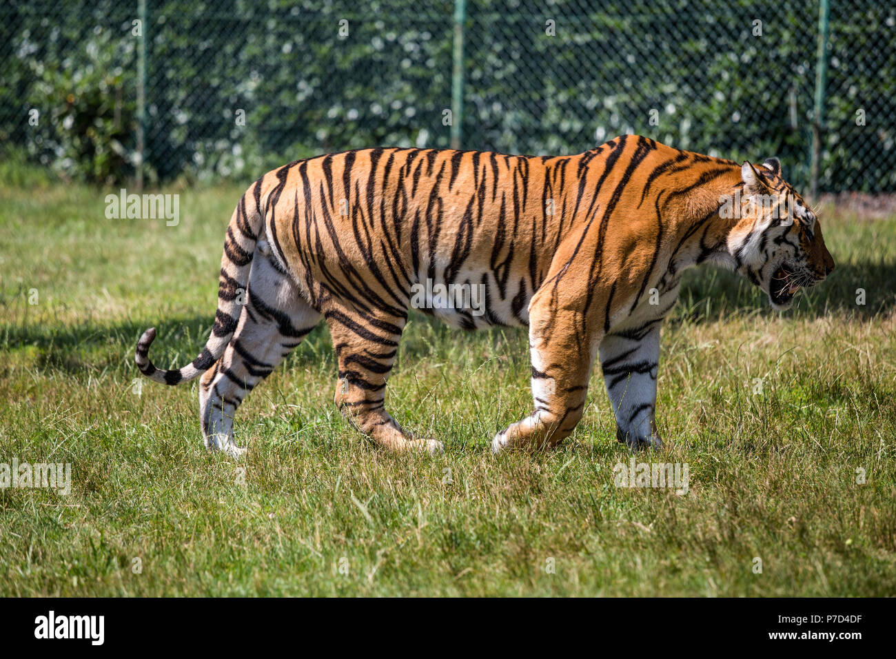 Siberian tiger skin hi-res stock photography and images - Alamy