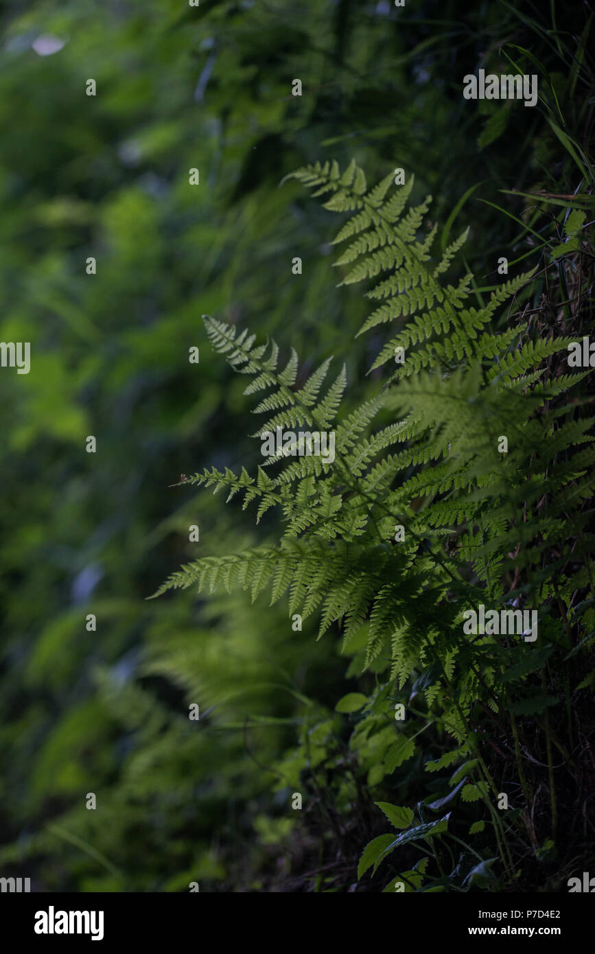 Western Piedmont, Northern Italy: local ferns Stock Photo - Alamy