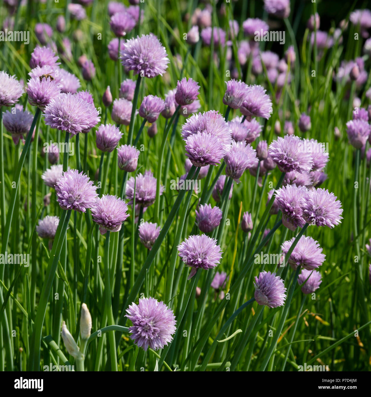 Chive plant hi-res stock photography and images - Alamy