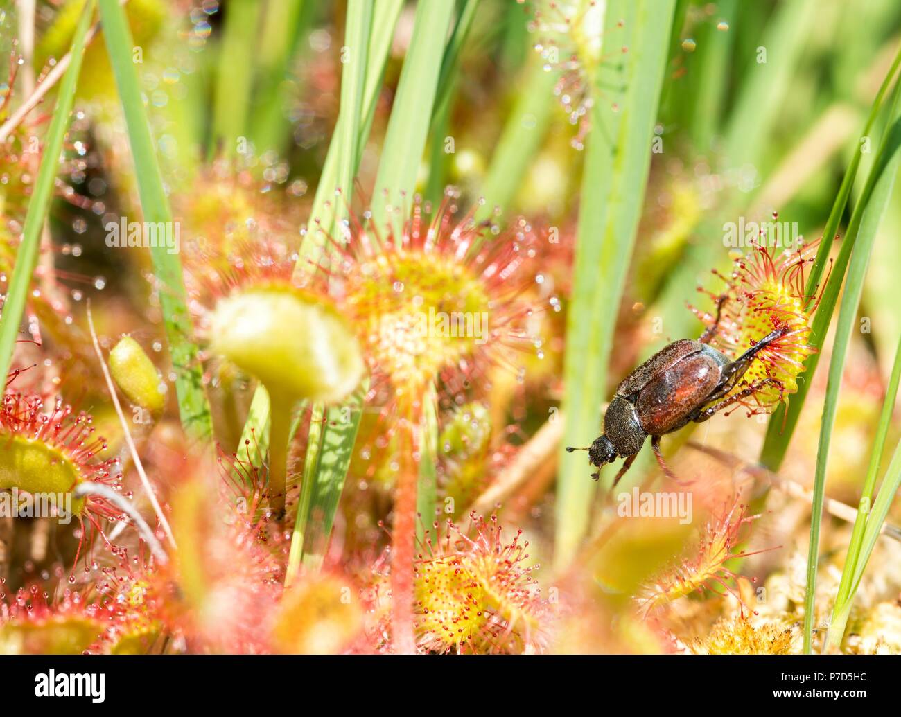 Common sundew (Drosera rotundifolia), captured leaf beetle species ...