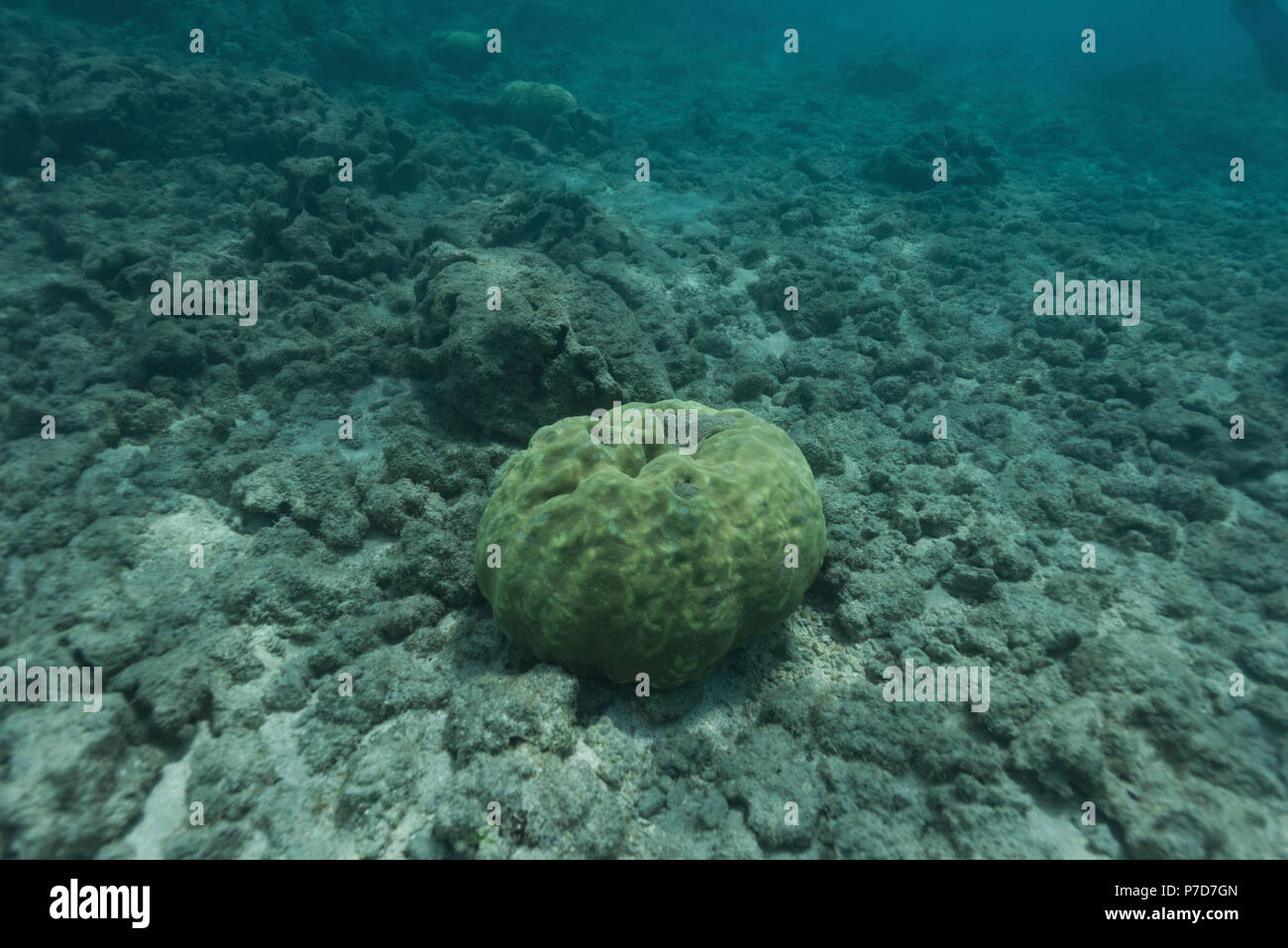 Deep seabed hi-res stock photography and images - Alamy