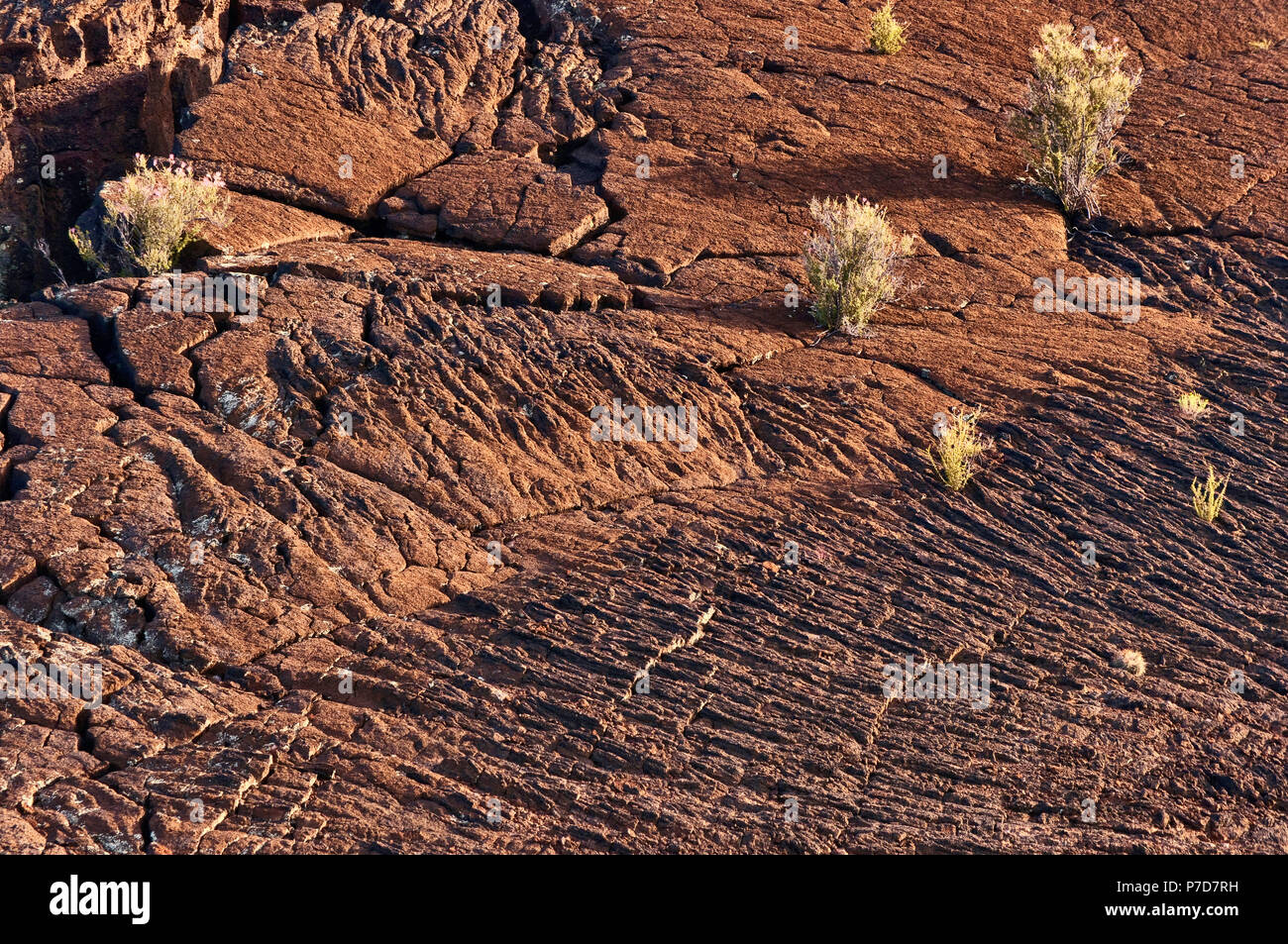 Volcanic lava field at sunrise, Lava Falls Area, El Malpais National ...