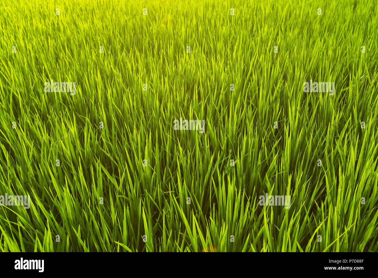 Green rice field texture close-up Stock Photo - Alamy