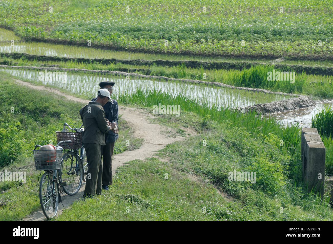 Workers in paddy fields, North Korean agriculture is very manual labour ...