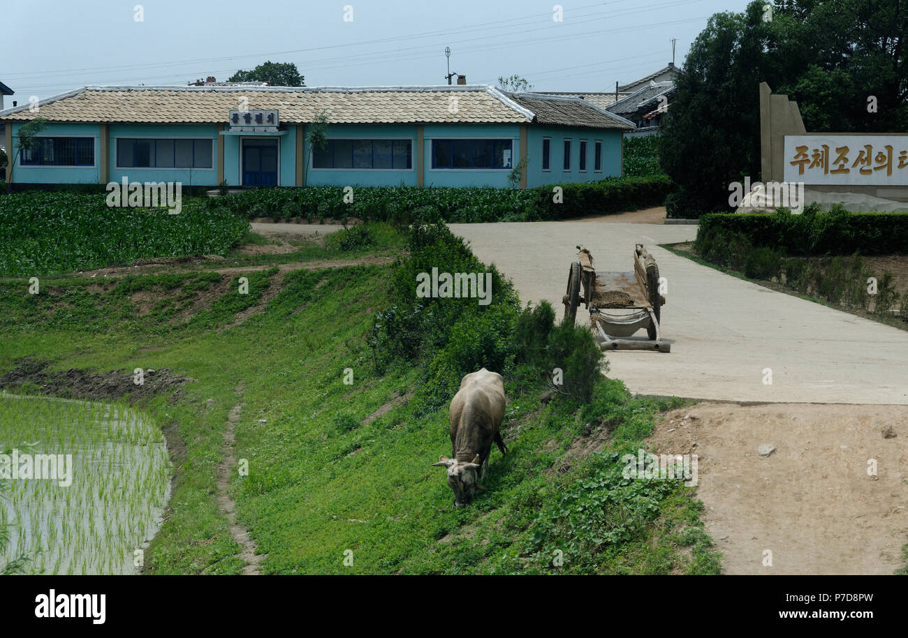 Traditional ox and cart being used in North Korean rice fields ...