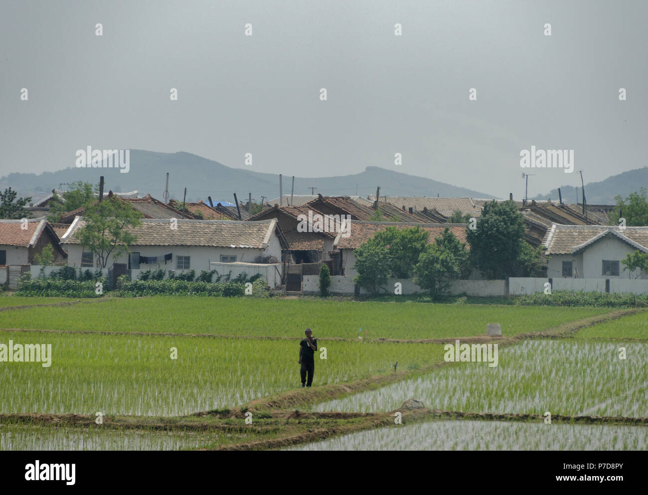 Workers in paddy fields, North Korean agriculture is very manual labour ...