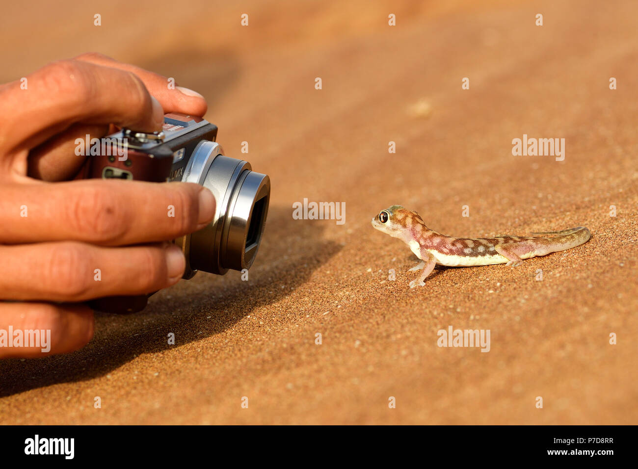Palmato-Gecko is photographed, Namib Desert near Swakopmund, Namibia ...