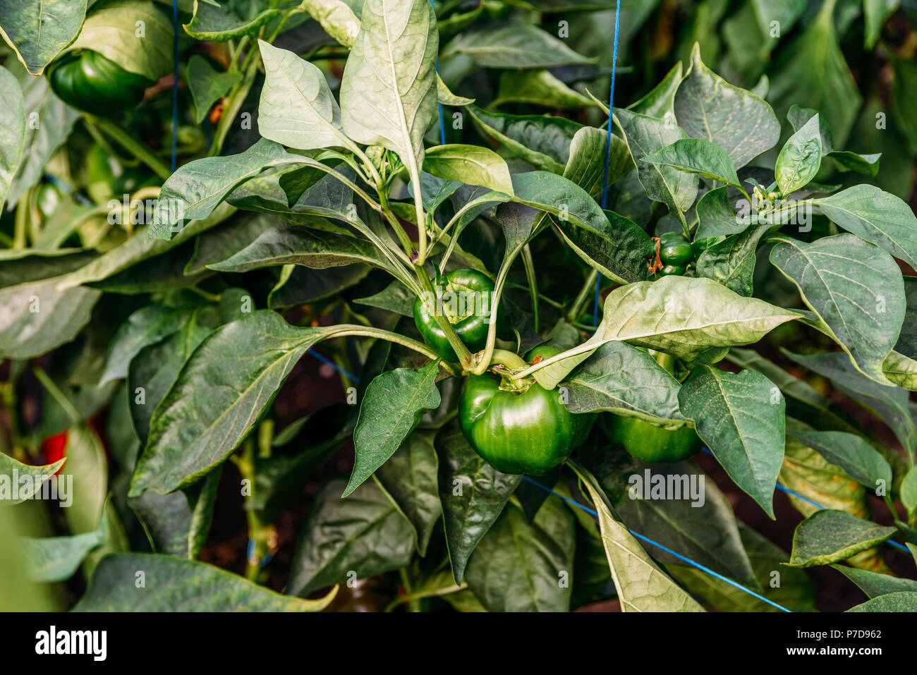 Capsicum greenhouse hi-res stock photography and images - Alamy
