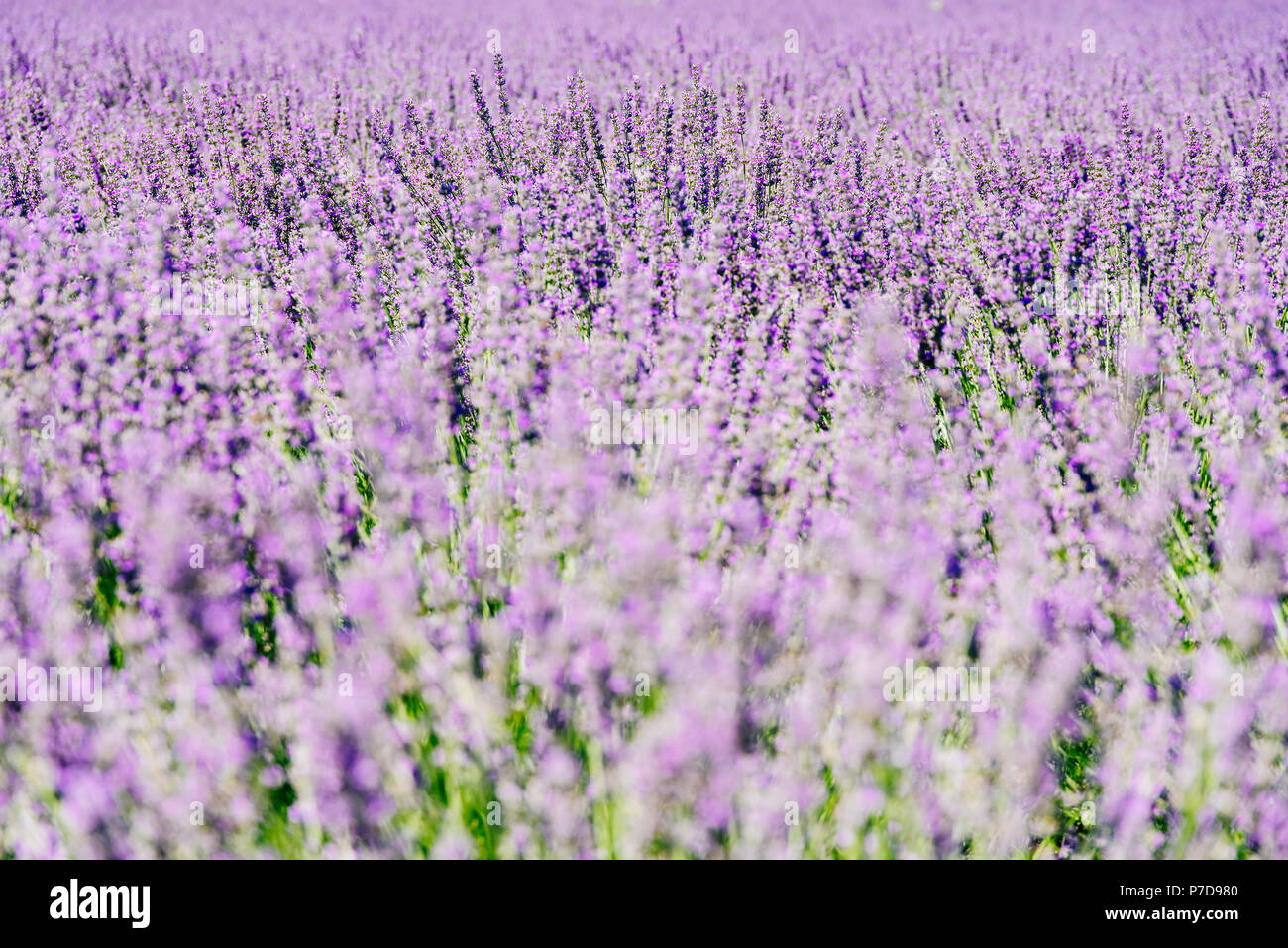 The violet field hi-res stock photography and images - Alamy