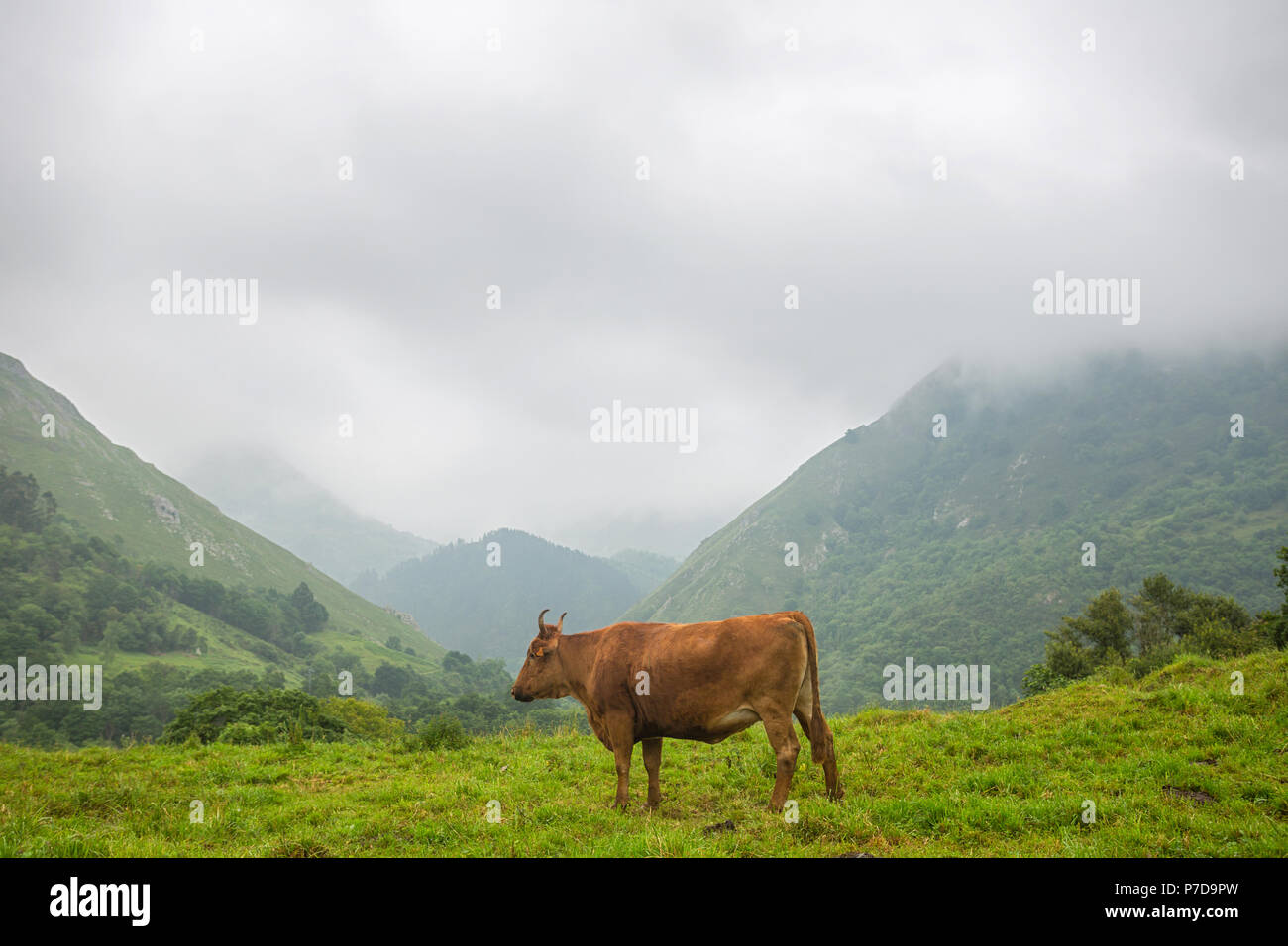 Cows in the Picos de Europa, Asturias. Farm land at the mountains, a ...