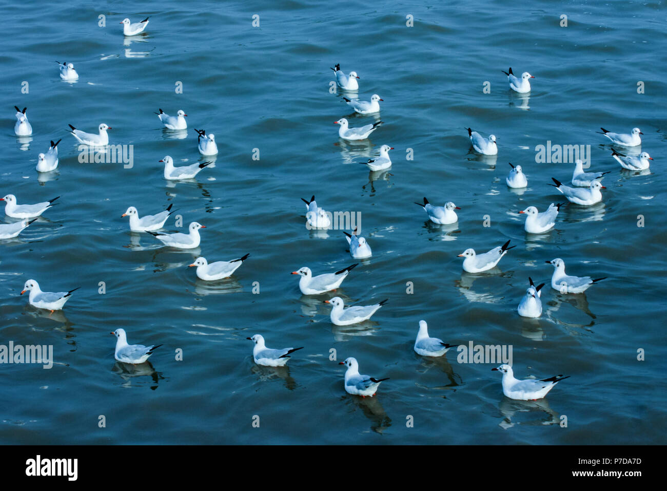 Seagull Float on sea at Bang Poo Thailand Stock Photo - Alamy