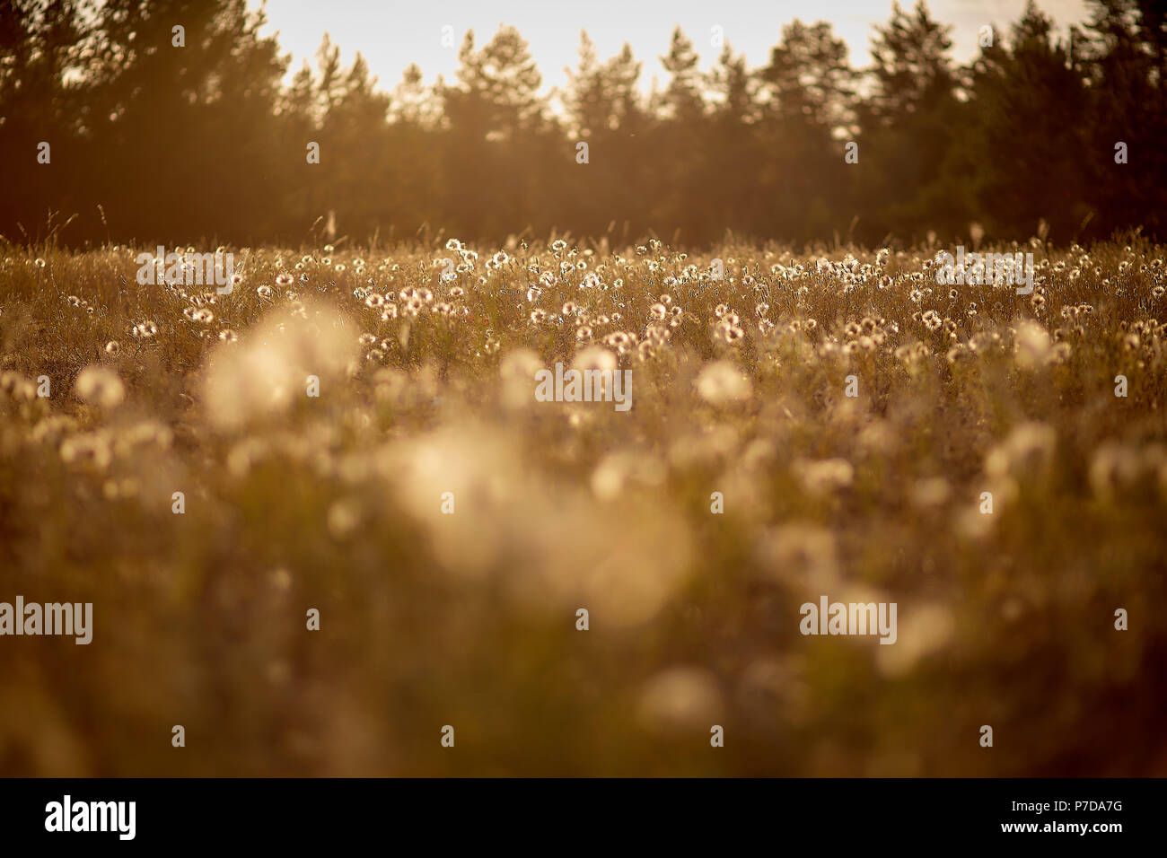 field plants at sunset in the forest Stock Photo - Alamy