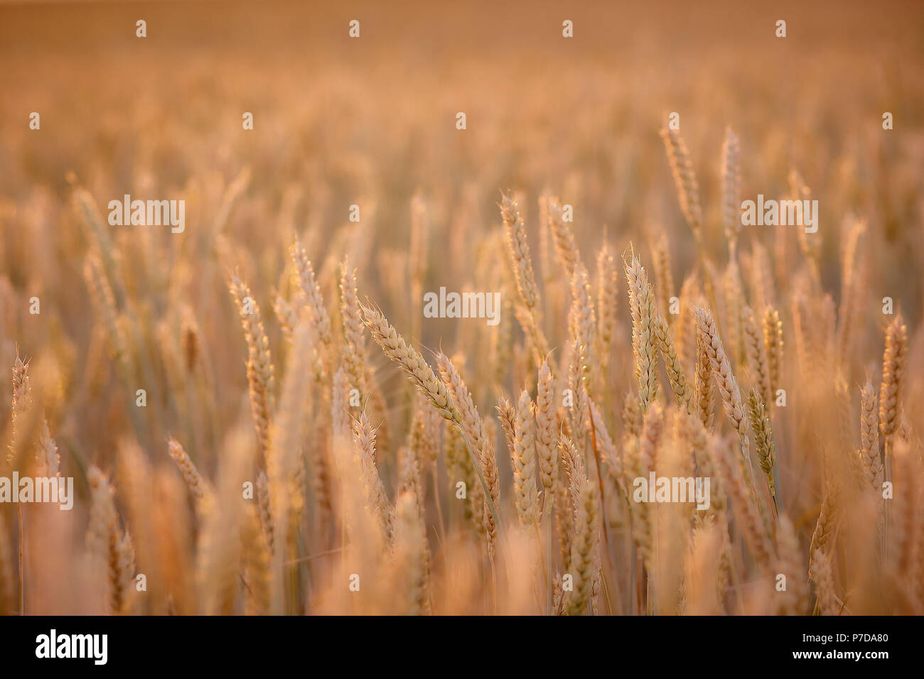 Wheat field. Ears of golden wheat close up. Beautiful Nature Sunset ...