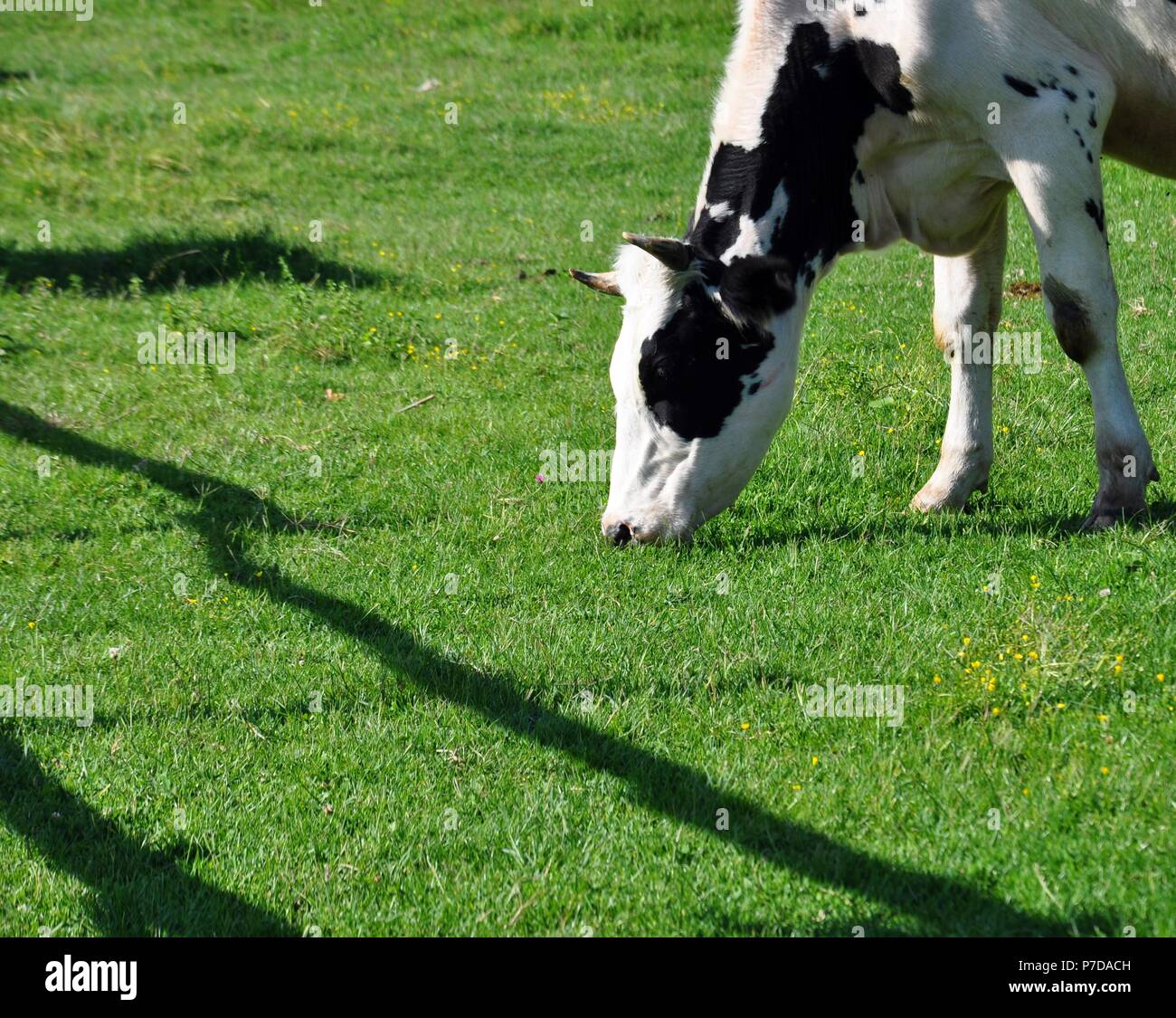 Animal cow on village eating grass hi-res stock photography and images ...