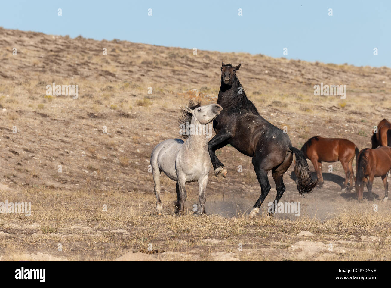 Wild Horse Stallions Fighting Stock Photo - Alamy