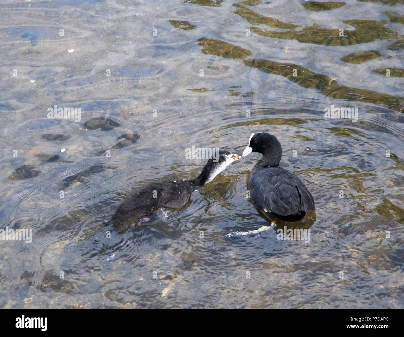 Young coot hi-res stock photography and images - Alamy