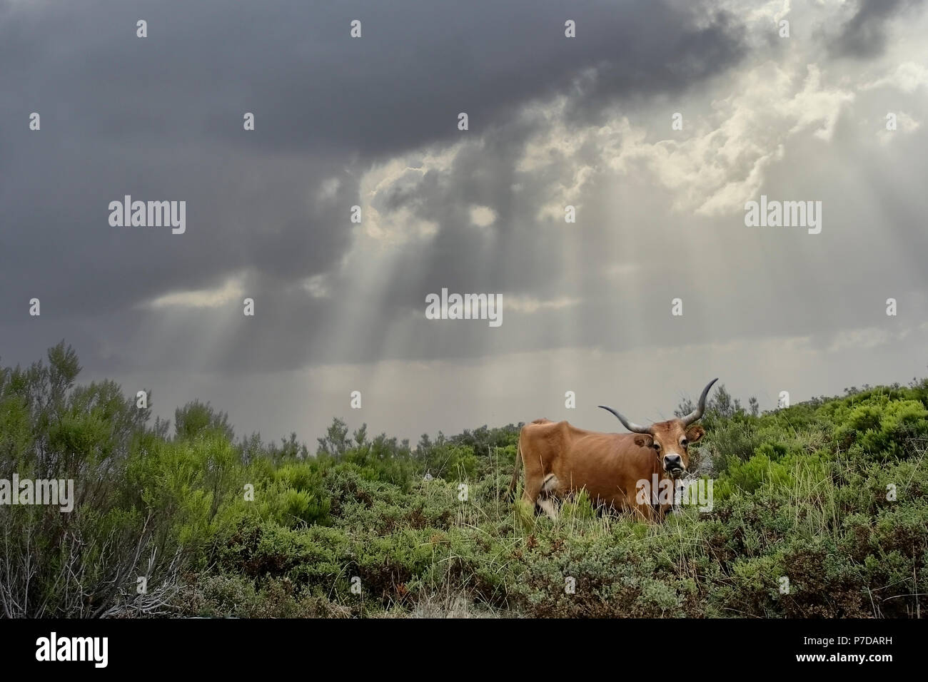 Mountain cow from an old and traditional northern portuguese race ...