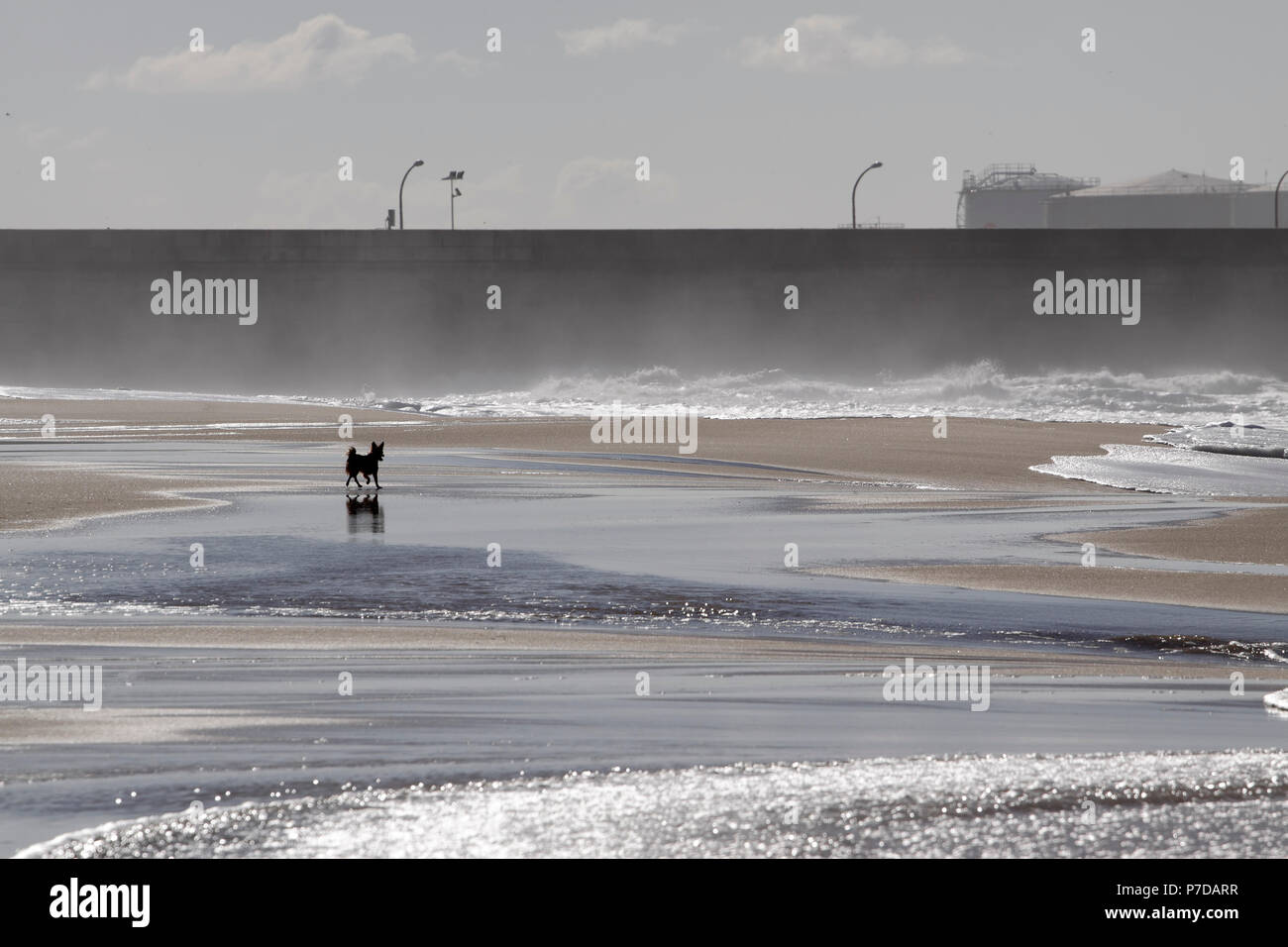 Dog in an empty sea beach Stock Photo - Alamy