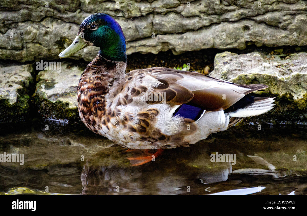 male mallard duck with green head in stone pool in full color. Green's ...