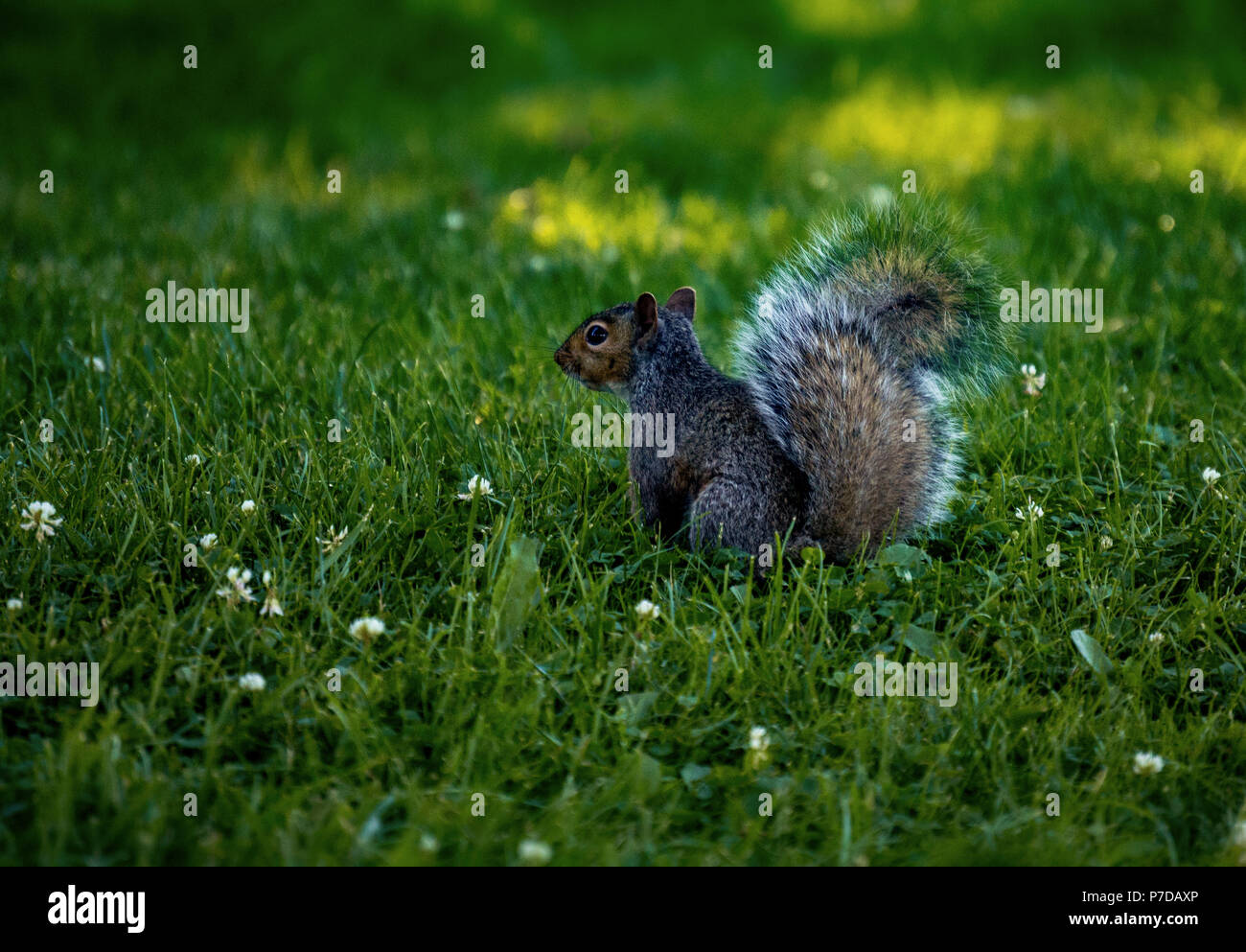 Grey squirrel in grass hi-res stock photography and images - Alamy