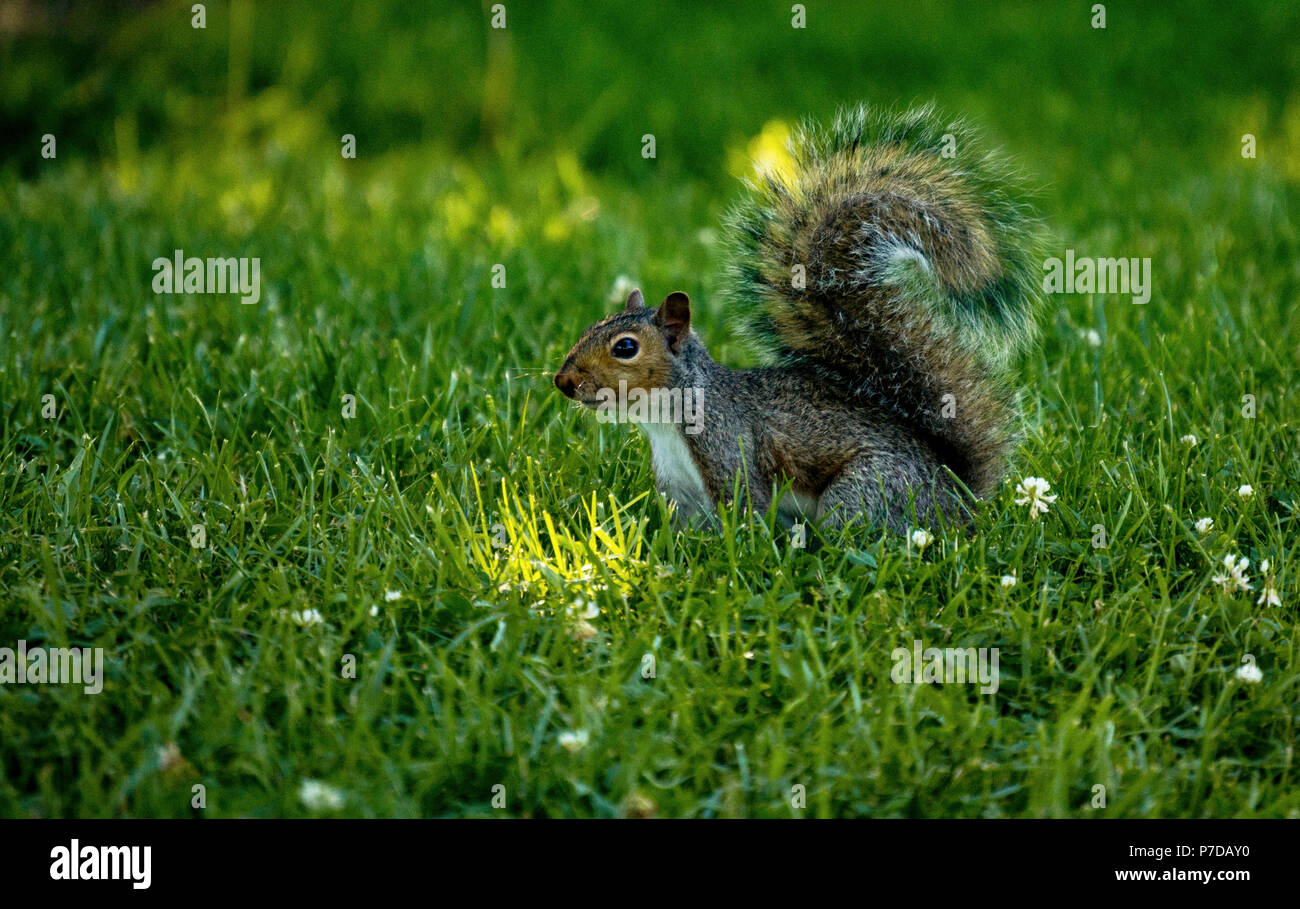 Grey squirrel front view hi-res stock photography and images - Alamy