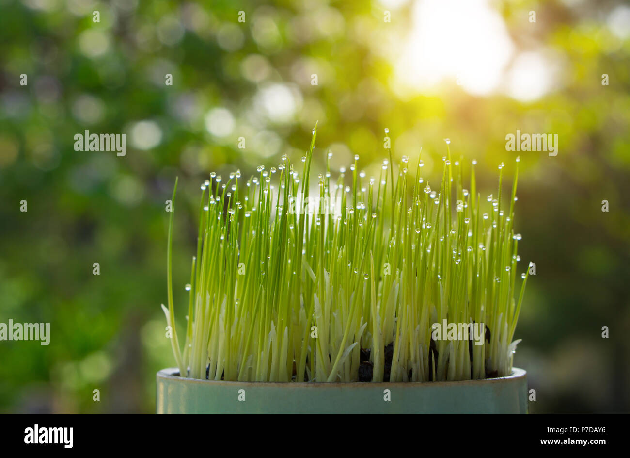 Rice sprout growing from seed growing. Green concept environment nature ...