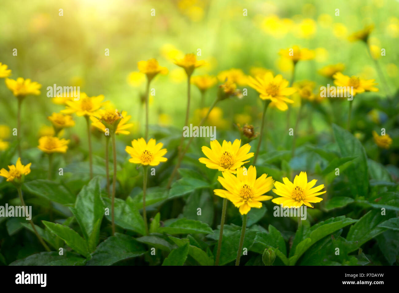 Dahlberg daisy hi-res stock photography and images - Alamy