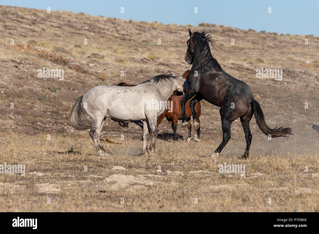Wild Horse Stallions Fighting Stock Photo - Alamy