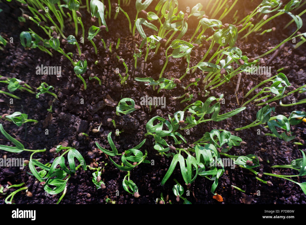 Ipomoea aquatica, Water spinach, Morning glory, Water convolvulus or ...