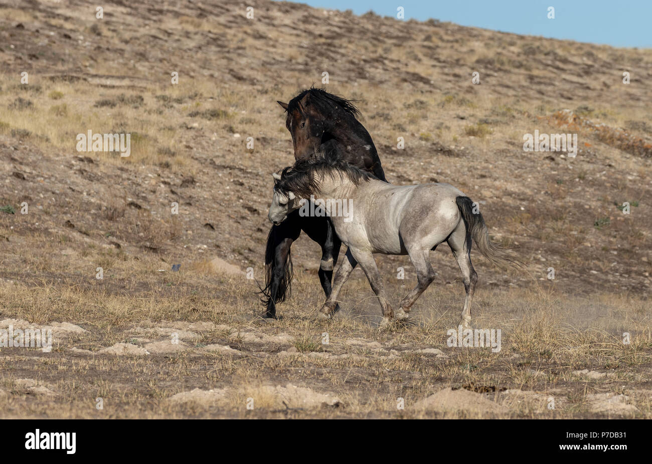 Wild Horse Stallions Fighting Stock Photo - Alamy