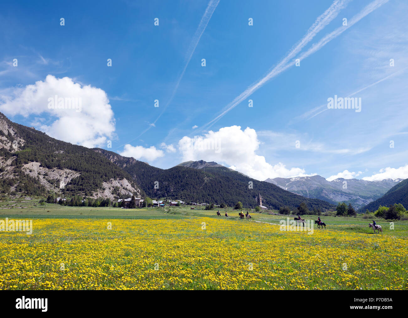 Yellow flowers contrast with blue sky hi-res stock photography and ...