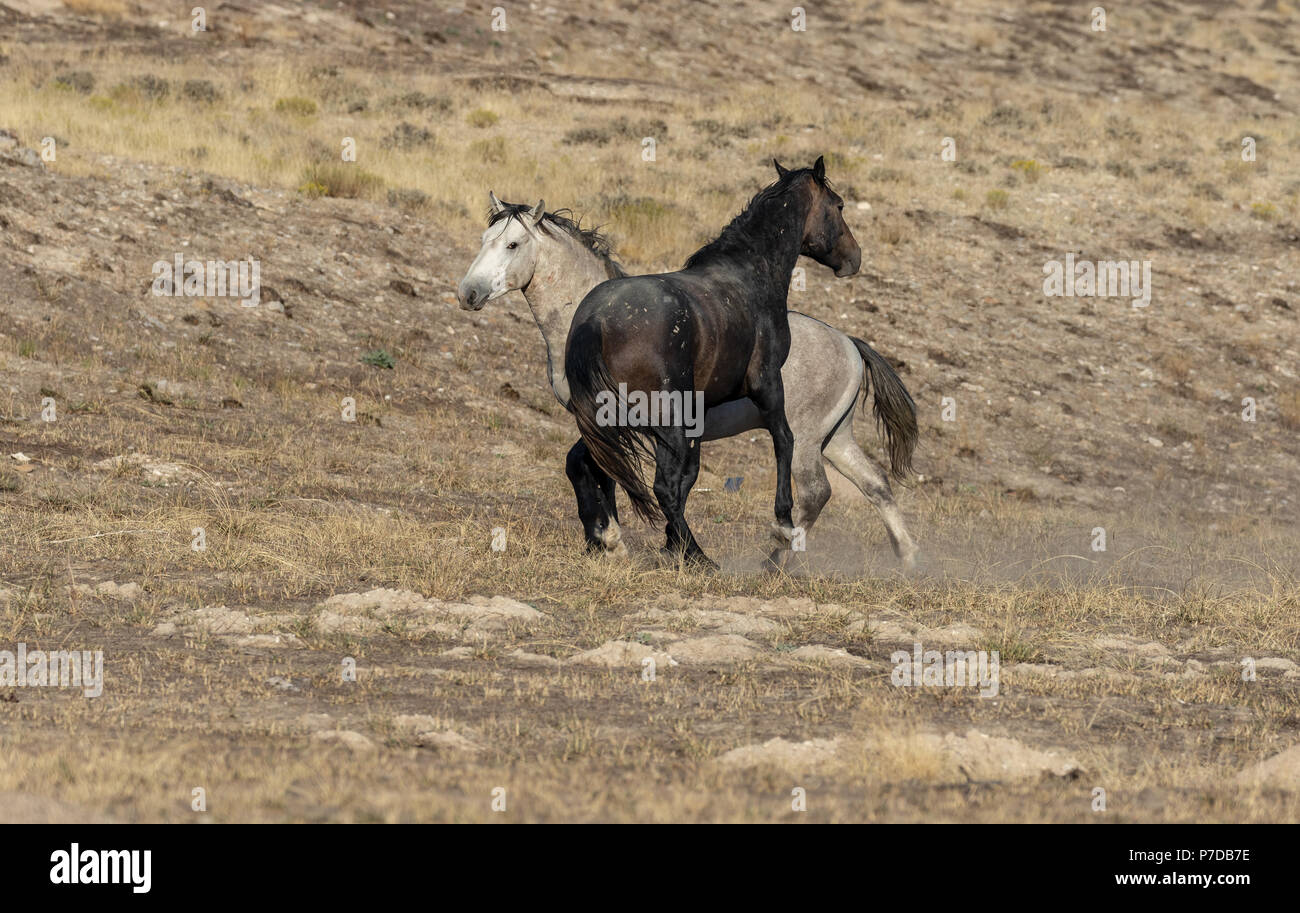 Wild Horse Stallions Fighting Stock Photo - Alamy