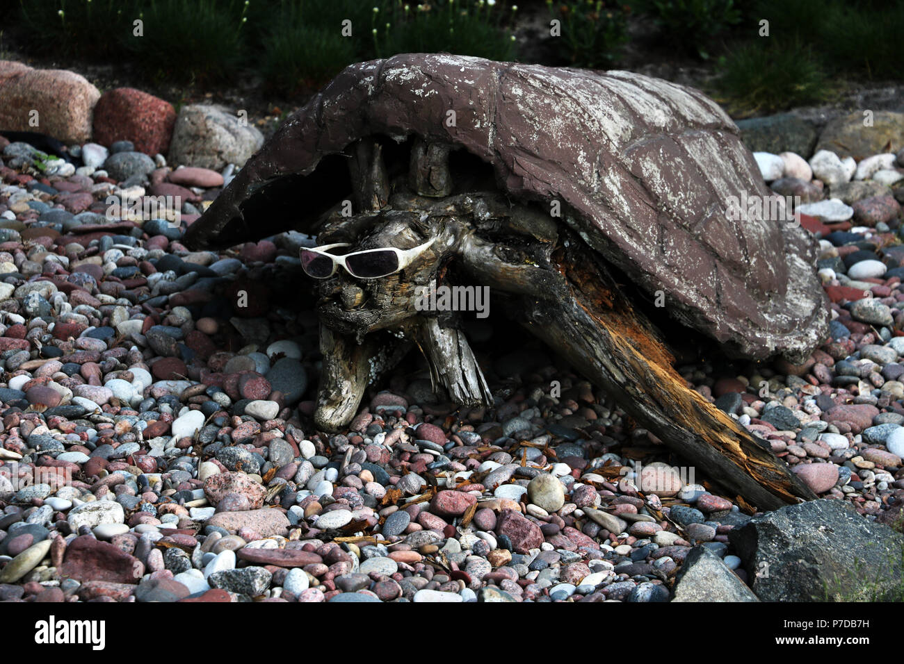 African forest turtle hi-res stock photography and images - Alamy