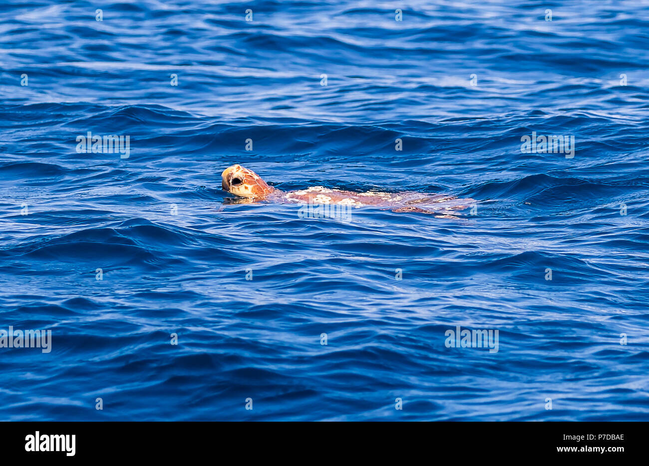 Loggerhead Sea turtle surfacing offshore of Ponce Inlet Stock Photo - Alamy