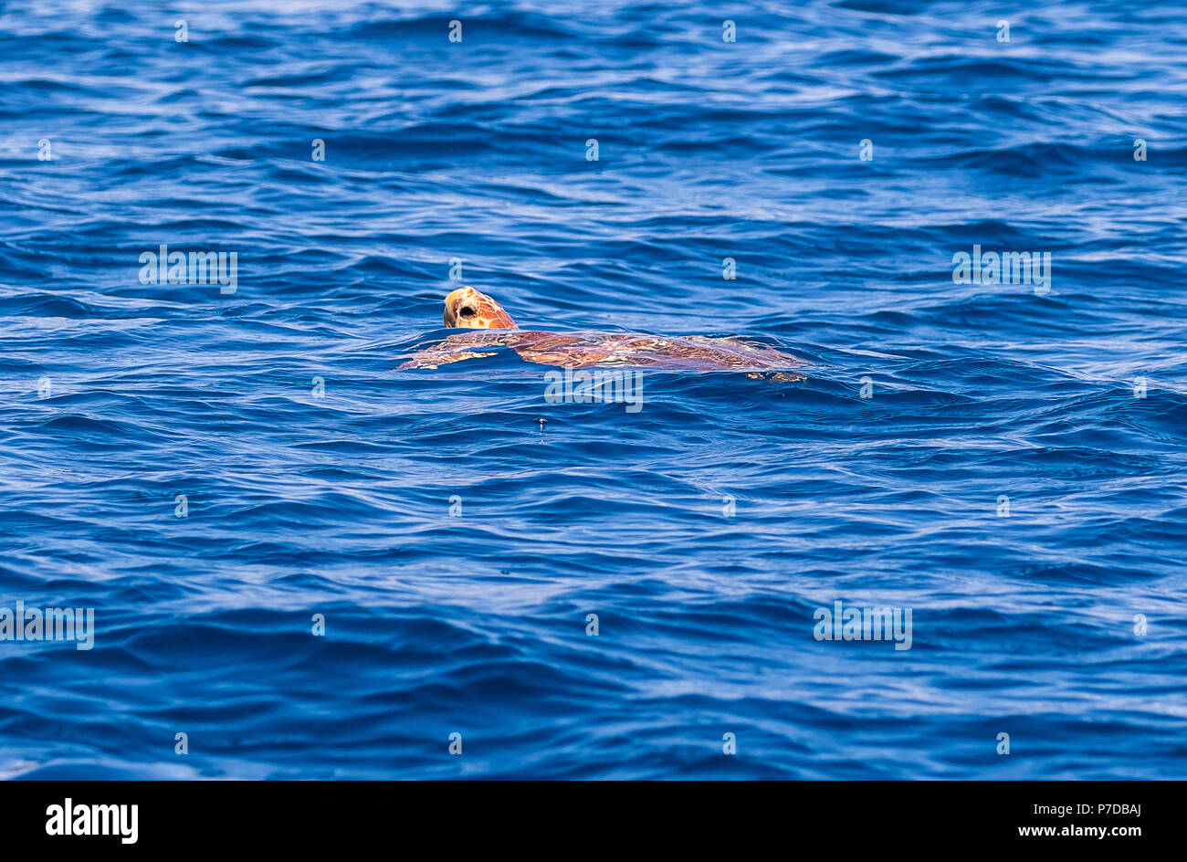 Loggerhead Sea Turtle Offshore Ponce Inlet Stock Photo - Alamy