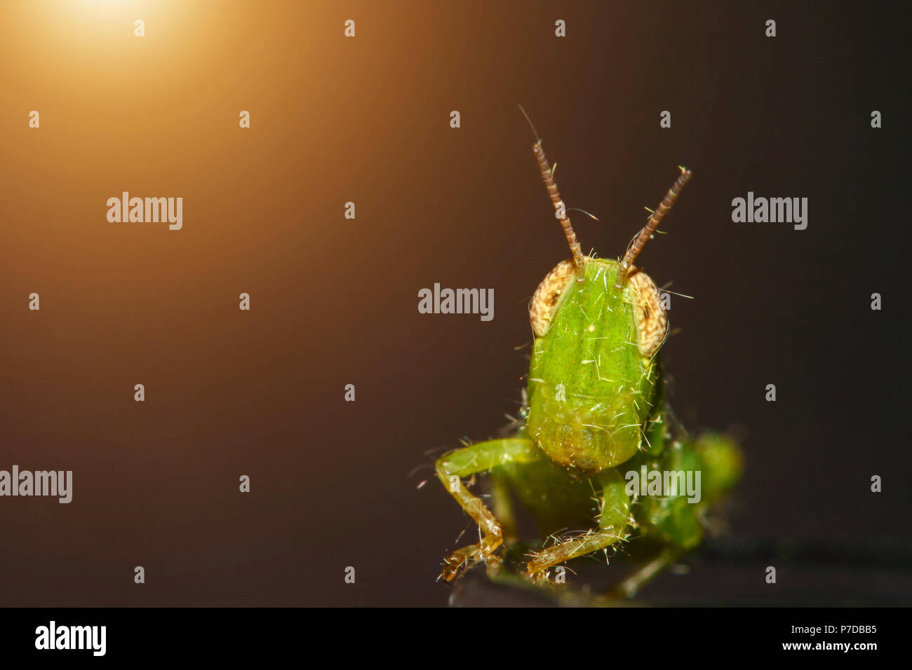 Small green grasshopper looking at camera and sunlight Stock Photo - Alamy