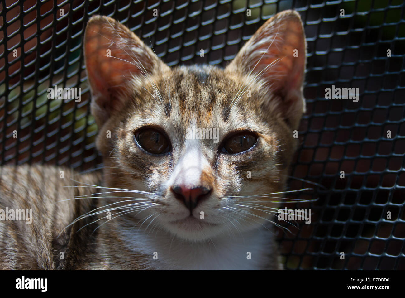 Pretty cat in sunlight Stock Photo - Alamy