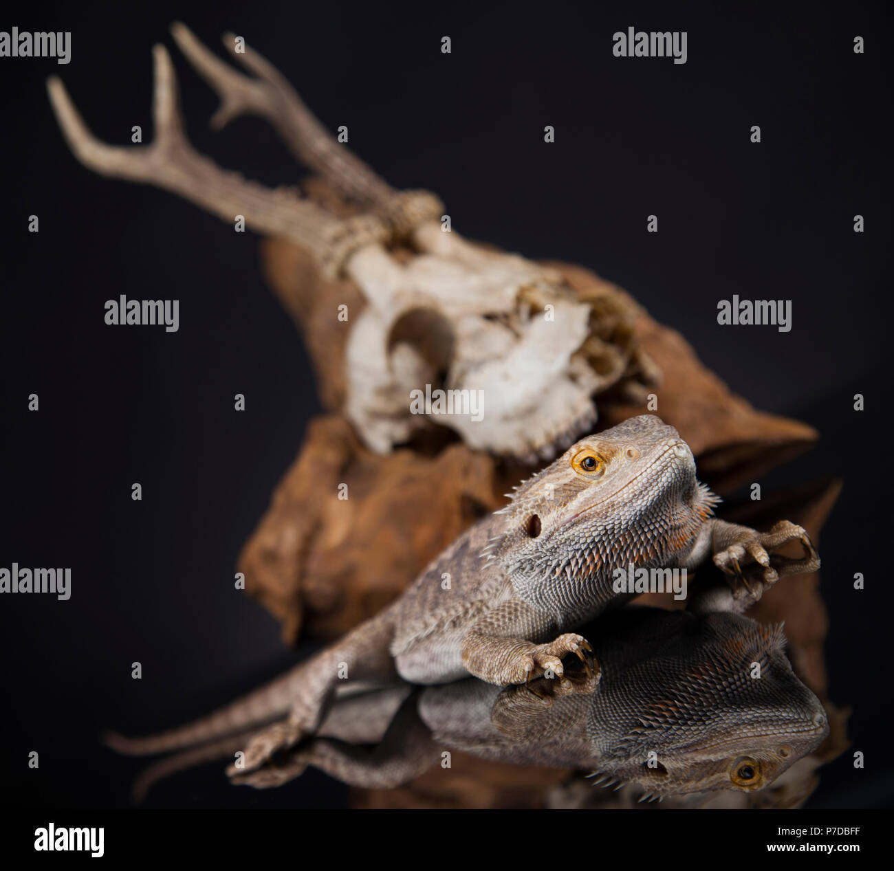 Skull, Lizard, Agama, Antlers, dragon and skull Stock Photo - Alamy